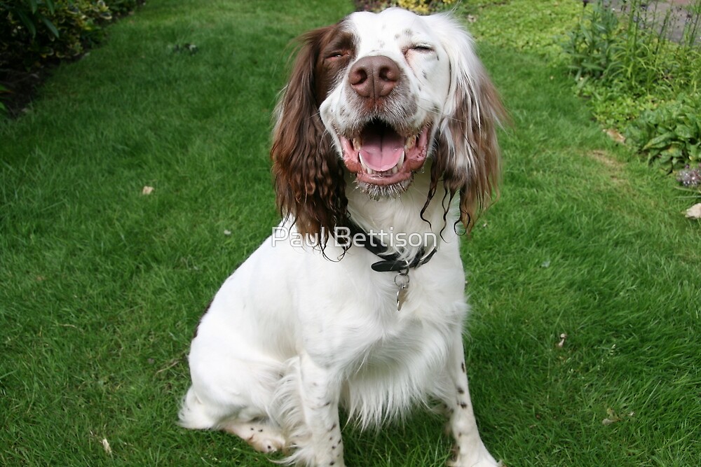 "Happy Springer Spaniel" by Paul Bettison | Redbubble