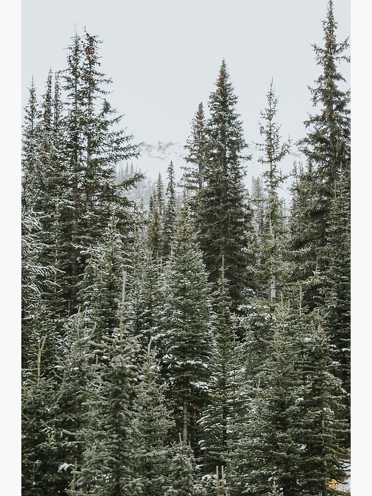 "evergreen" Poster by bellehibou | Redbubble