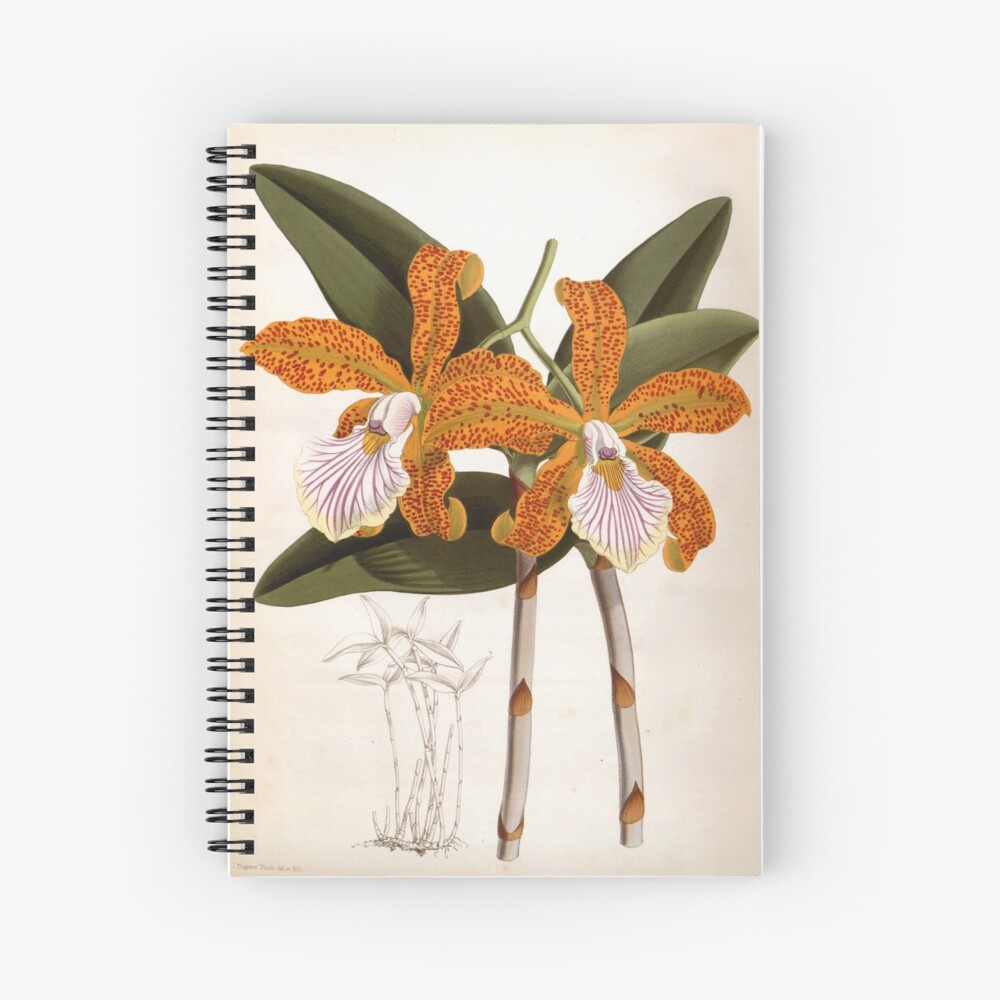 "Cattleya Velutina Vintage Lindenia Orchid" Spiral Notebook for Sale by ...