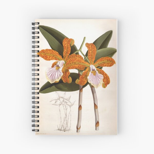 "Cattleya Velutina Vintage Lindenia Orchid" Spiral Notebook for Sale by ...