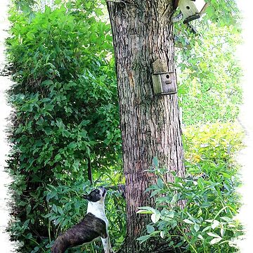 "The Squirrel Chaser" Greeting Card for Sale by wiscbackroadz | Redbubble