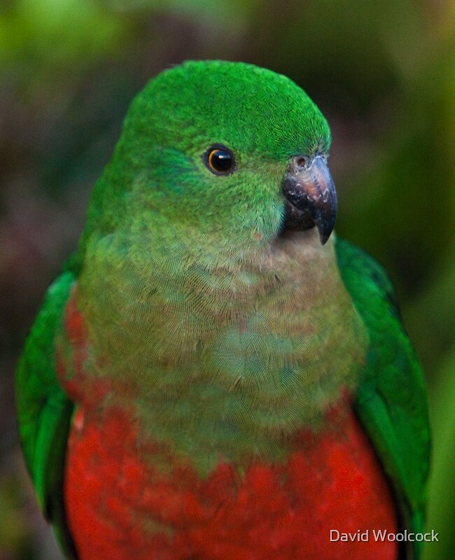 "Australian Female King Parrot" by David Woolcock | Redbubble