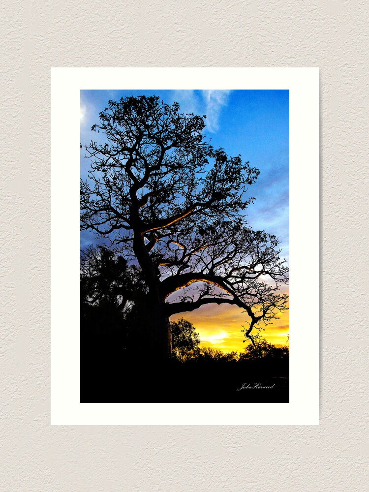 "Boab Tree, Derby" Art Print for Sale by JuliaKHarwood | Redbubble