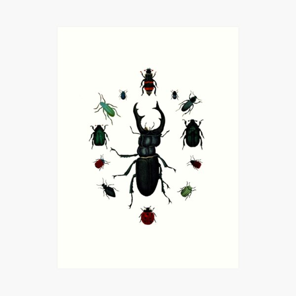 "Victorian Bugs Insects illustration" Art Print for Sale by oliverkite ...