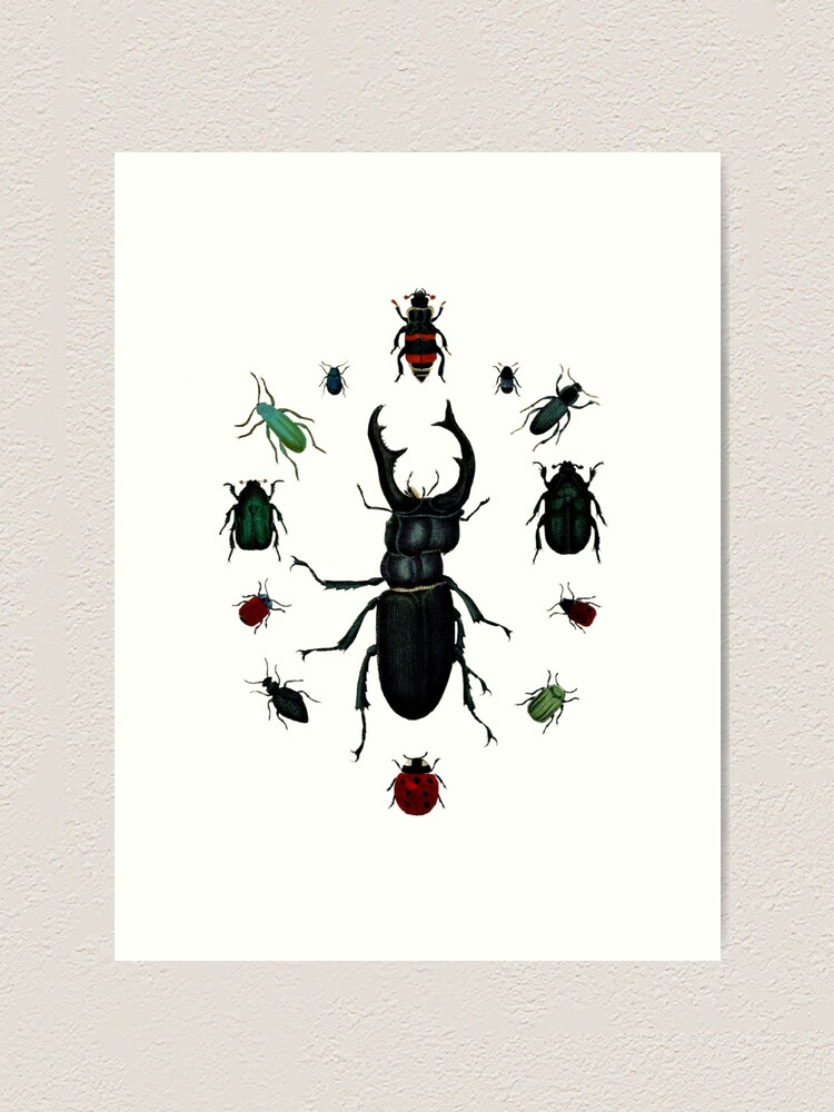 "Victorian Bugs Insects illustration" Art Print for Sale by oliverkite ...