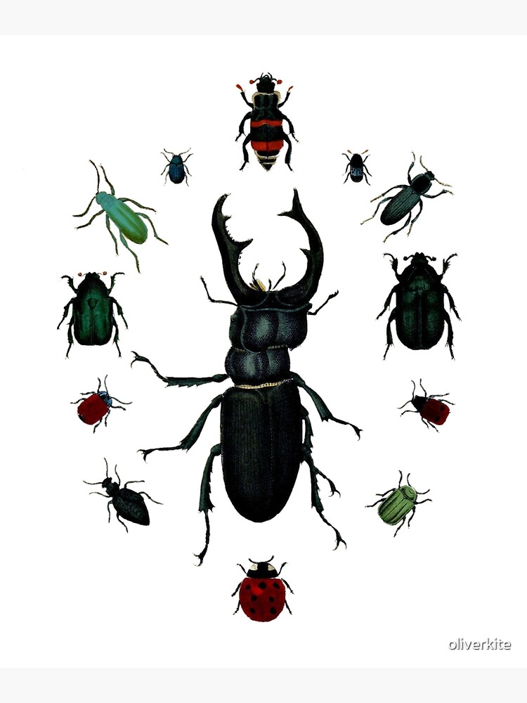 "Victorian Bugs Insects illustration" Art Print for Sale by oliverkite ...