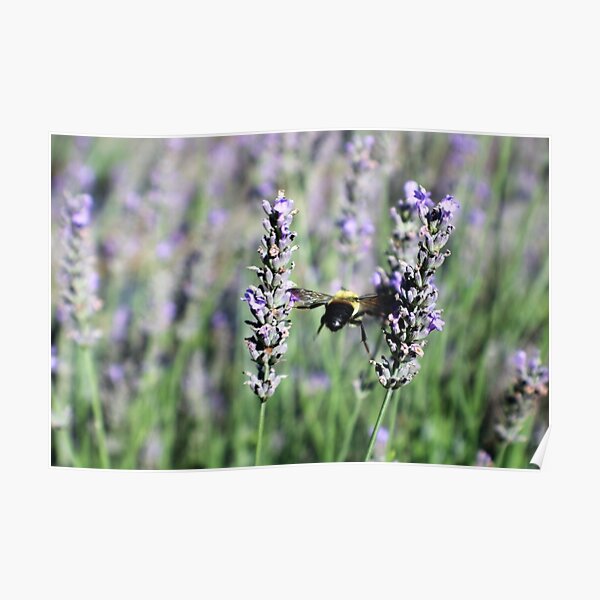 "Flying high" Poster for Sale by Retro-C22 | Redbubble