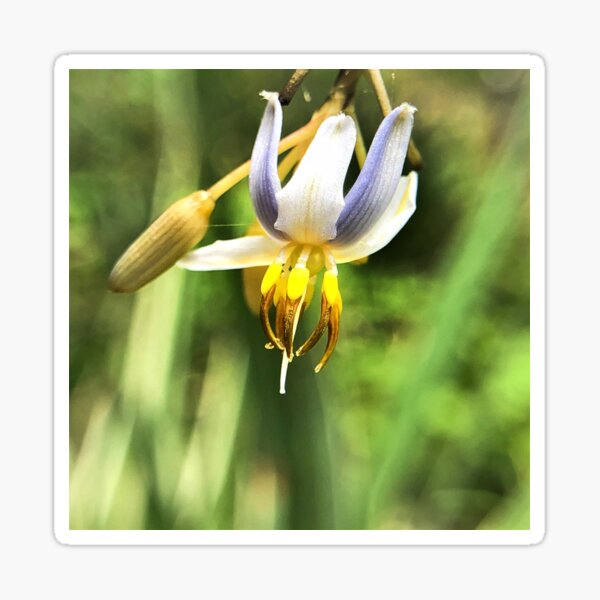 "Flax Lily" Sticker for Sale by JanineEK | Redbubble