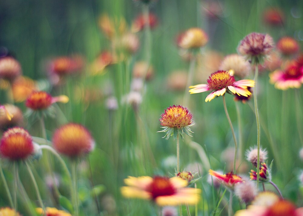 "Indian blankets" by Colleen Rudolph | Redbubble