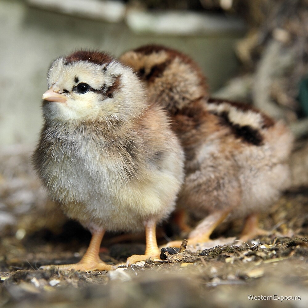 "Two chicks just hatched" by WesternExposure | Redbubble