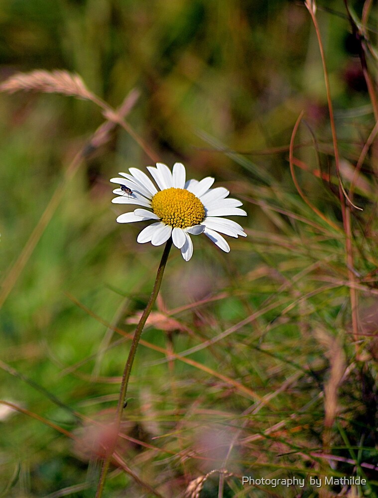 "Daisy, daisy, give me your answer do !" by Photography by Mathilde ...