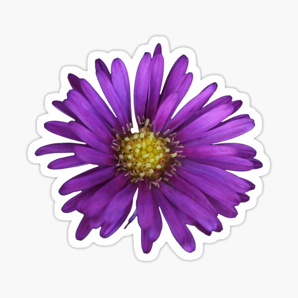 "Aster Knockout" Sticker by StampCity | Redbubble