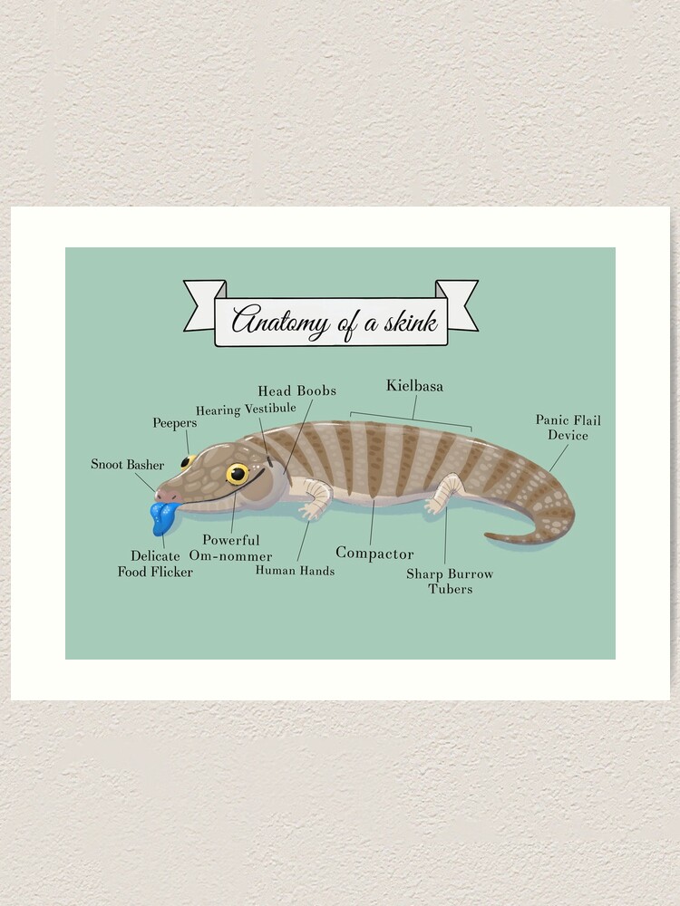 "Anatomy of a skink" Art Print by Angie-doodles | Redbubble