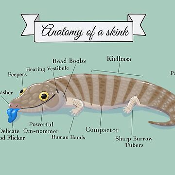 "Anatomy of a skink" Throw Pillow for Sale by Angie-doodles | Redbubble