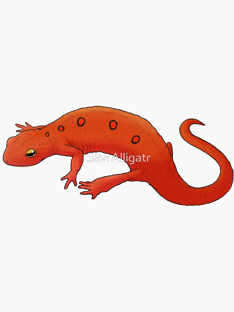 "Red Eft on white" Sticker for Sale by T-VR | Redbubble