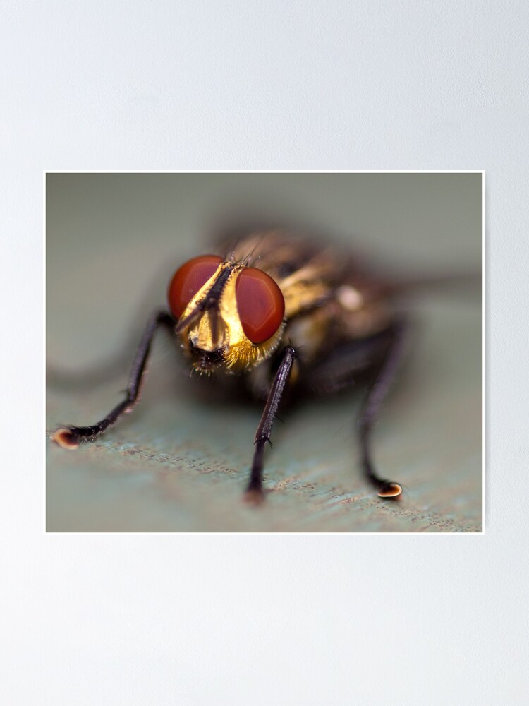 "The Magic Fly" Poster for Sale by slim6y | Redbubble