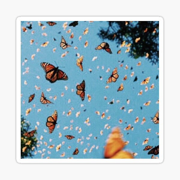 "Vsco butterfly sticker" Sticker for Sale by katteexo | Redbubble