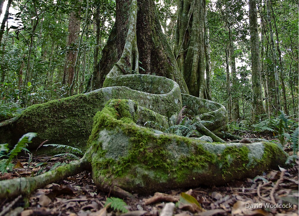 "Booyong Tree,Lamington NP,Australia" by David Woolcock | Redbubble