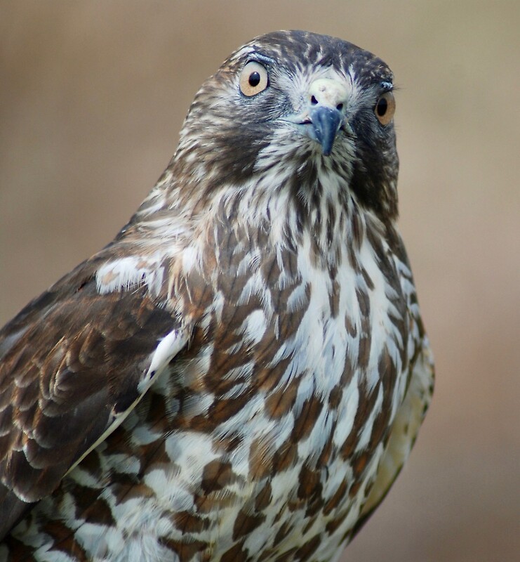 "Curious Norman the Broad Winged Hawk" by richardbryce | Redbubble