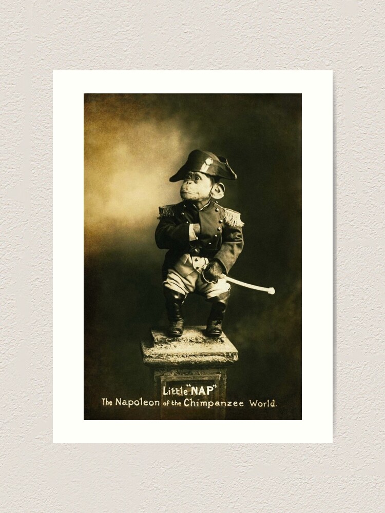 "Little Nap The Napoleon of the Chimpanzee World!" Art Print for Sale ...