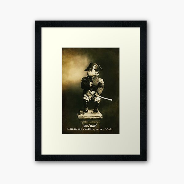 "Little Nap The Napoleon of the Chimpanzee World!" Framed Art Print for ...