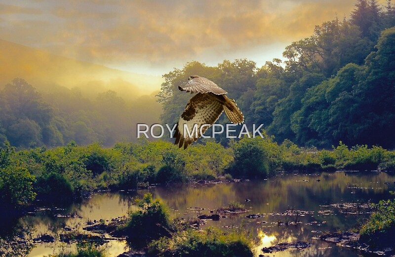 "Morning Buzzard" by ROY MCPEAK | Redbubble