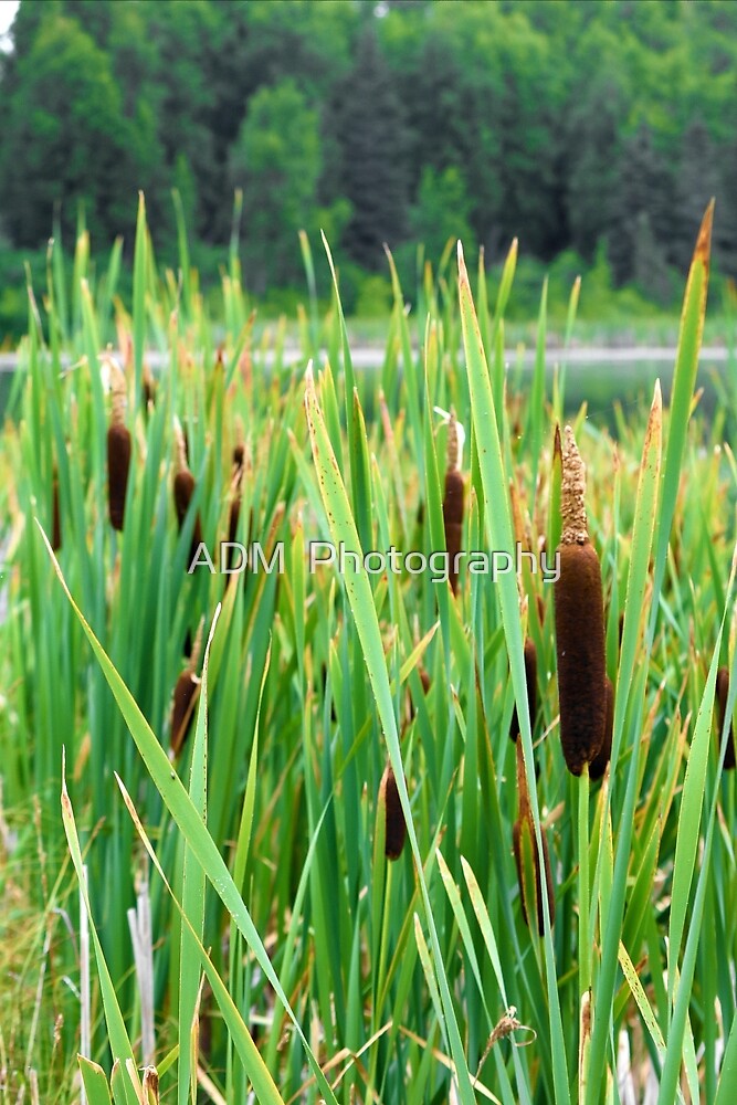 "Typha aka Cattails" by ADM Photography | Redbubble