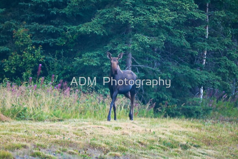 "Moose walking" by ADM Photography | Redbubble