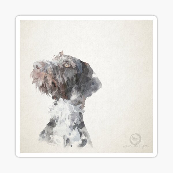 "German Wirehaired Pointer Watercolour" Sticker by snewdesigns | Redbubble