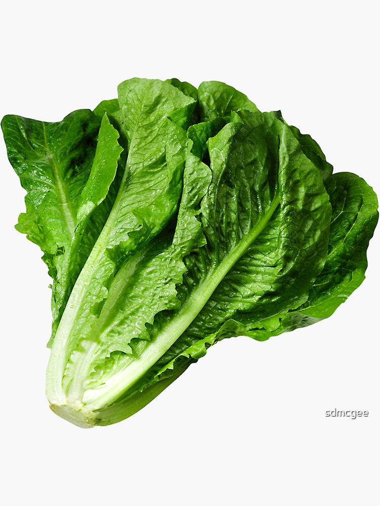 "Lettuce" Sticker for Sale by sdmcgee | Redbubble