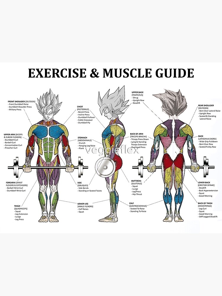 Anatomy Chart - Muscle Diagram - Anime Workout Inspirational Premium ...