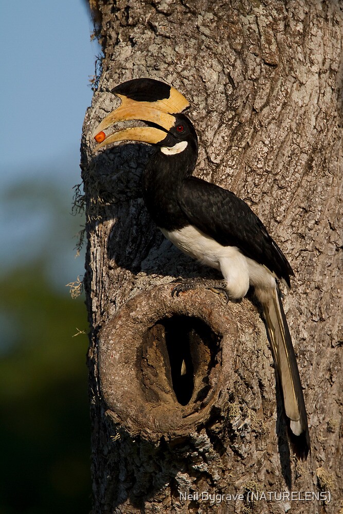 "Malabar Pied Hornbill Feeding Female" by Neil Bygrave (NATURELENS ...