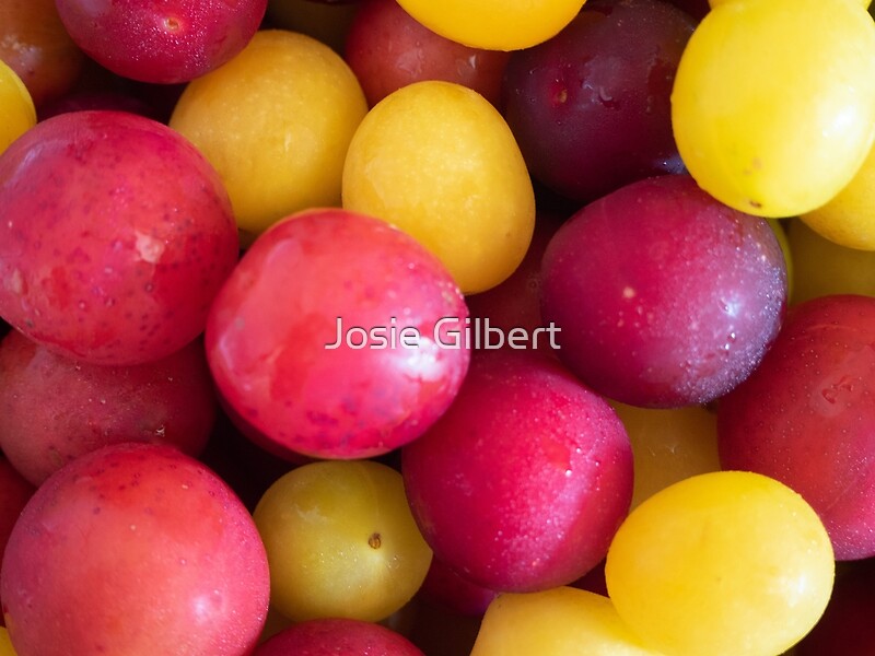"Perfect pretty plump plums!" by Josie Gilbert | Redbubble