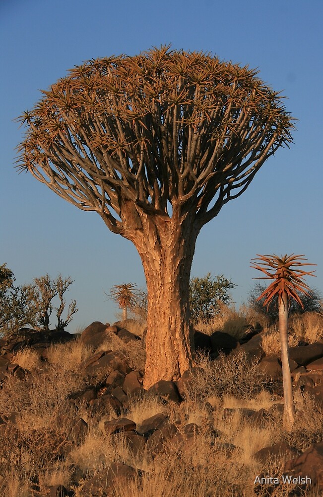 "Quiver Tree" by Anita Welsh | Redbubble