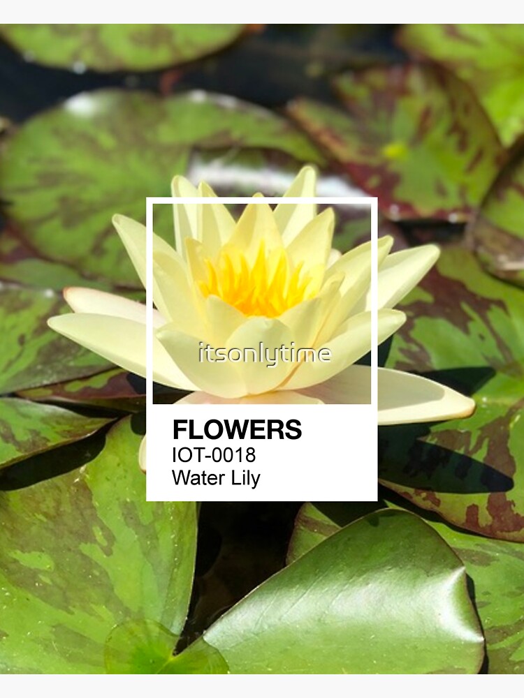 "Water Lily Pantone" Sticker for Sale by itsonlytime | Redbubble