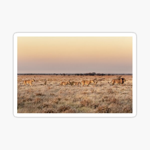 "Black-maned Lions Of The Kalahari" Sticker for Sale by KayBrewer ...