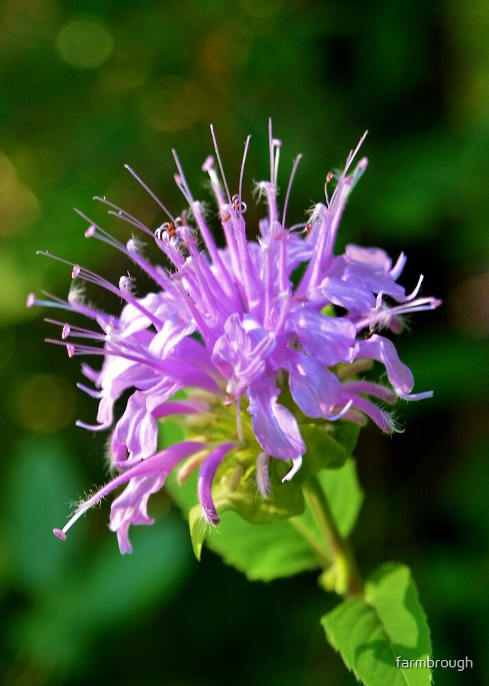 "Firework Flower!" by farmbrough | Redbubble