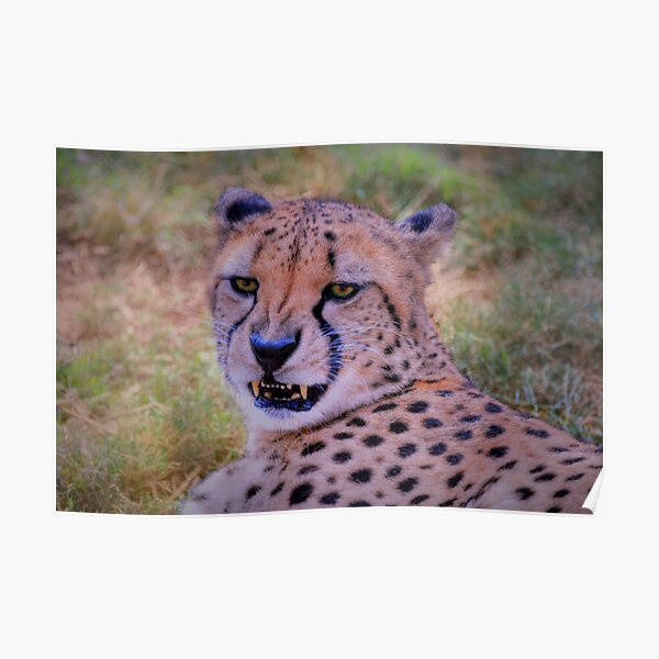 "Cheetah" Poster for Sale by venny | Redbubble