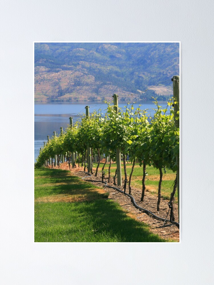 "The Vineyard" Poster by smw24 | Redbubble