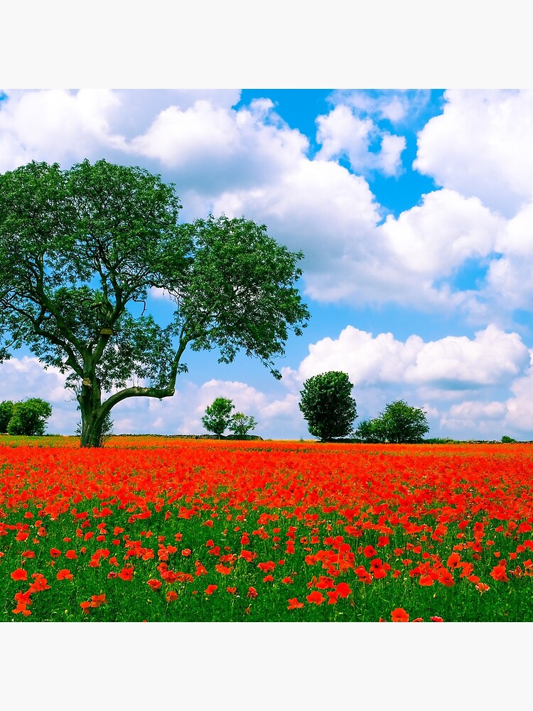 "The Poppy field at Througham, near Bisley, Stroud, Gloucestershire, uk ...