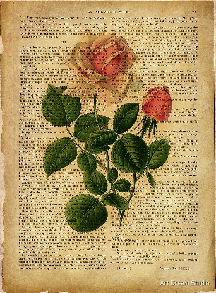 "Botanical print, on old book page - flowers - roses" by Lily D | Redbubble