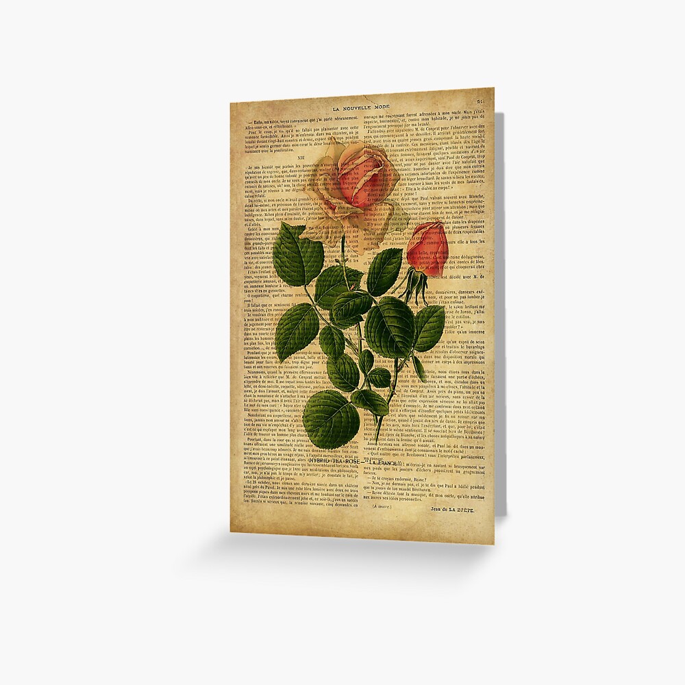 "Botanical print, on old book page - flowers - roses" Greeting Card by ...