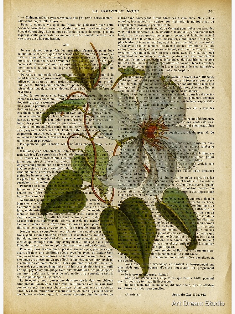 "Botanical print, on old book page - flowers- White magnolia" Poster by ...