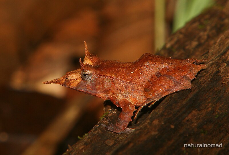 "Solomon Eyelash Frog" by naturalnomad | Redbubble