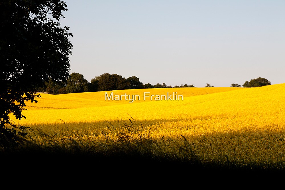"Fields of rich yellow" by Martyn Franklin | Redbubble