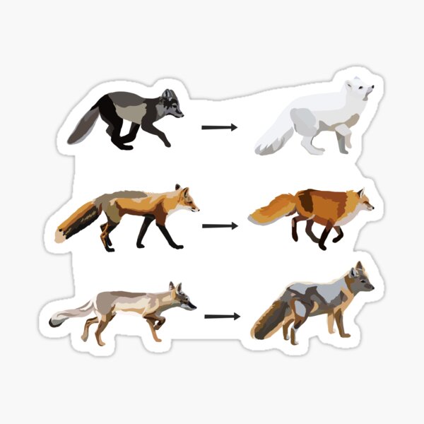 "Phases of The Fox" Sticker by 3hdj | Redbubble