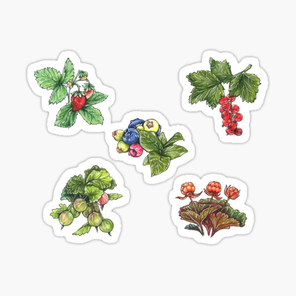 "Different berries stickers" Sticker for Sale by tanyatej | Redbubble