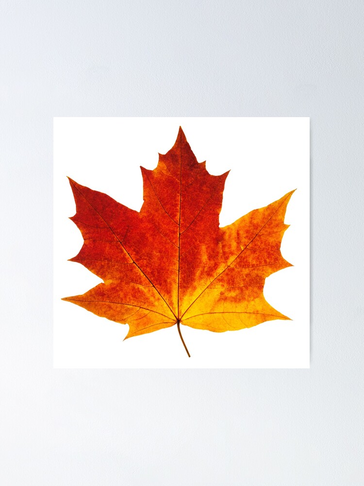 "Autumn maple leaf" Poster for Sale by 6hands | Redbubble