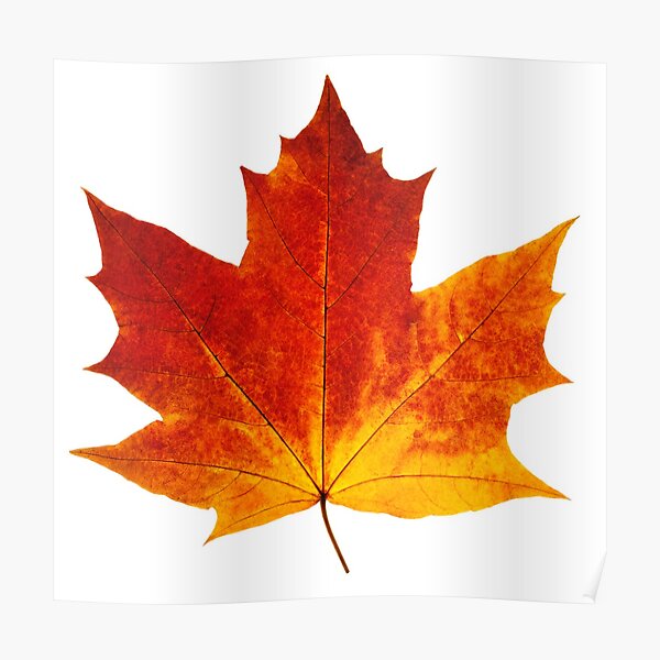 "Autumn maple leaf" Poster for Sale by 6hands | Redbubble