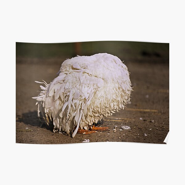 "Headless duck" Poster for Sale by Seltsamer | Redbubble